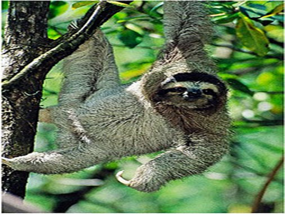 Perezoso (Bradypus variegatus): CLASIFICACION TAXONOMICA