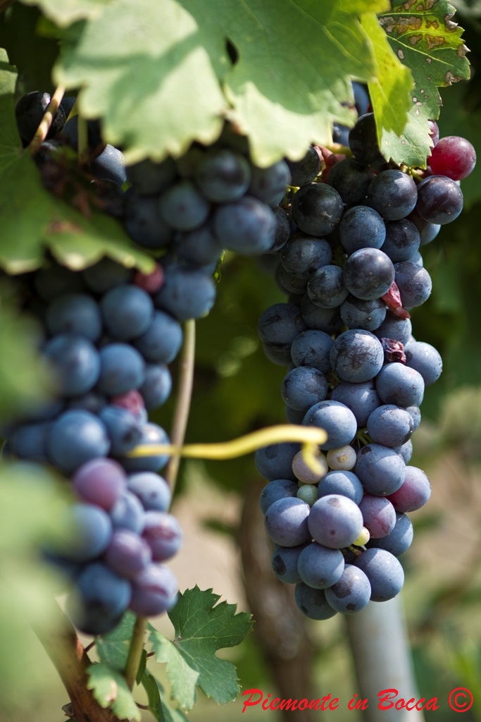 Piemonte in Bocca - Piemunt an boca: Dal grappolo al vino