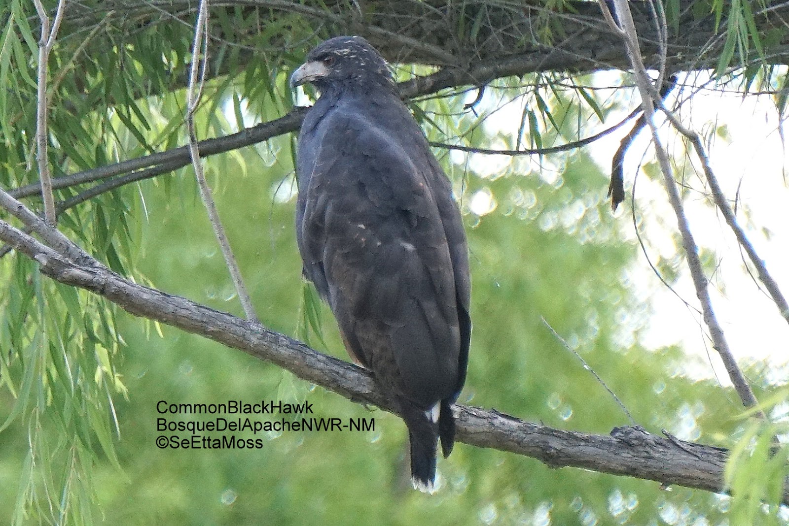 Common Black Hawk at Bosque del Apache NWR