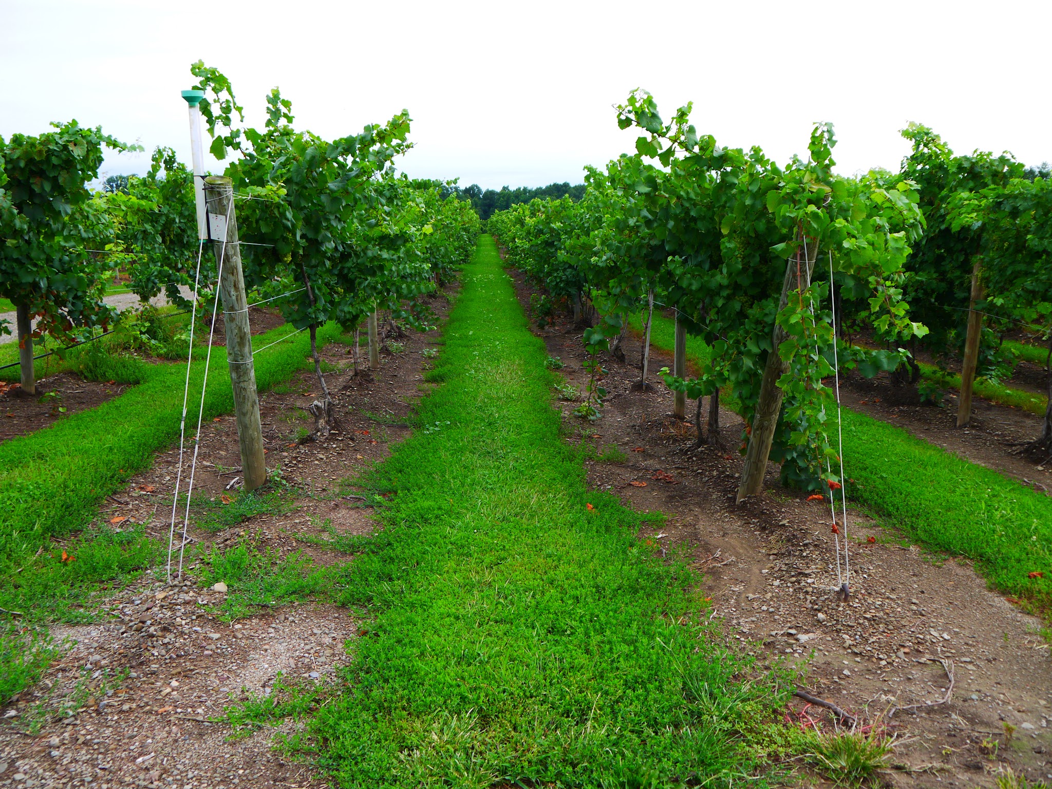 6 Tips to Harvesting Grapes - The Western New Yorker