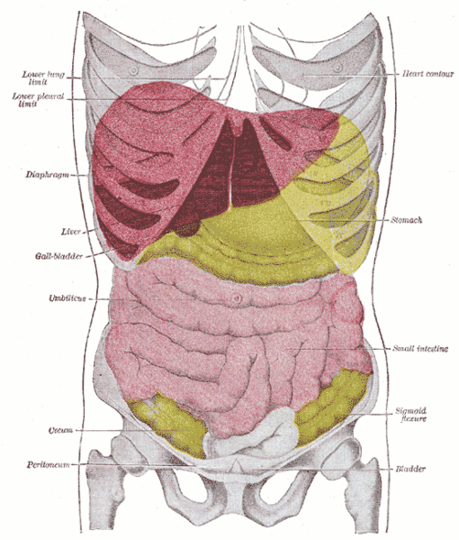 La Digestión en el intestino delgado