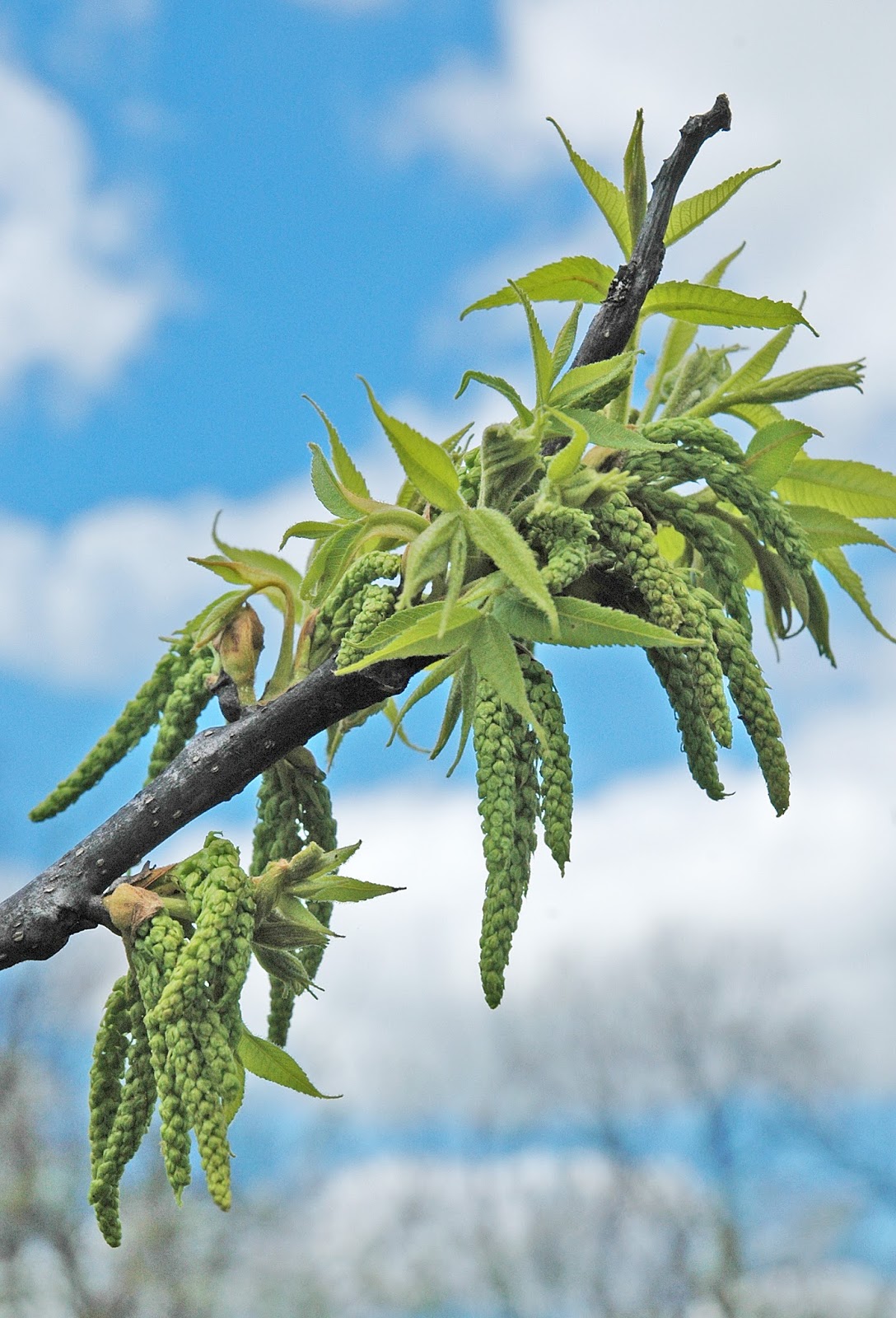 Northern Pecans: Pecan buds push open and reveal catkins