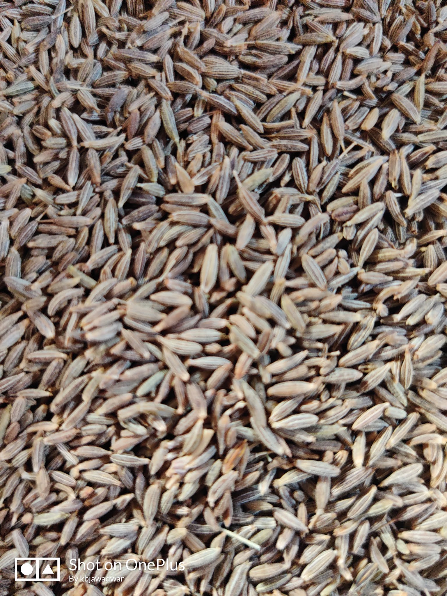 Cumin seeds(JERRA) - Health benefits, application and many more