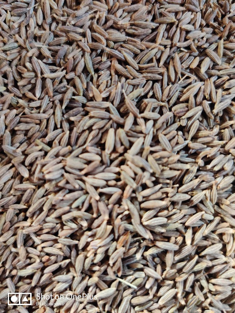 Cumin seeds(JERRA) - Health benefits, application and many more