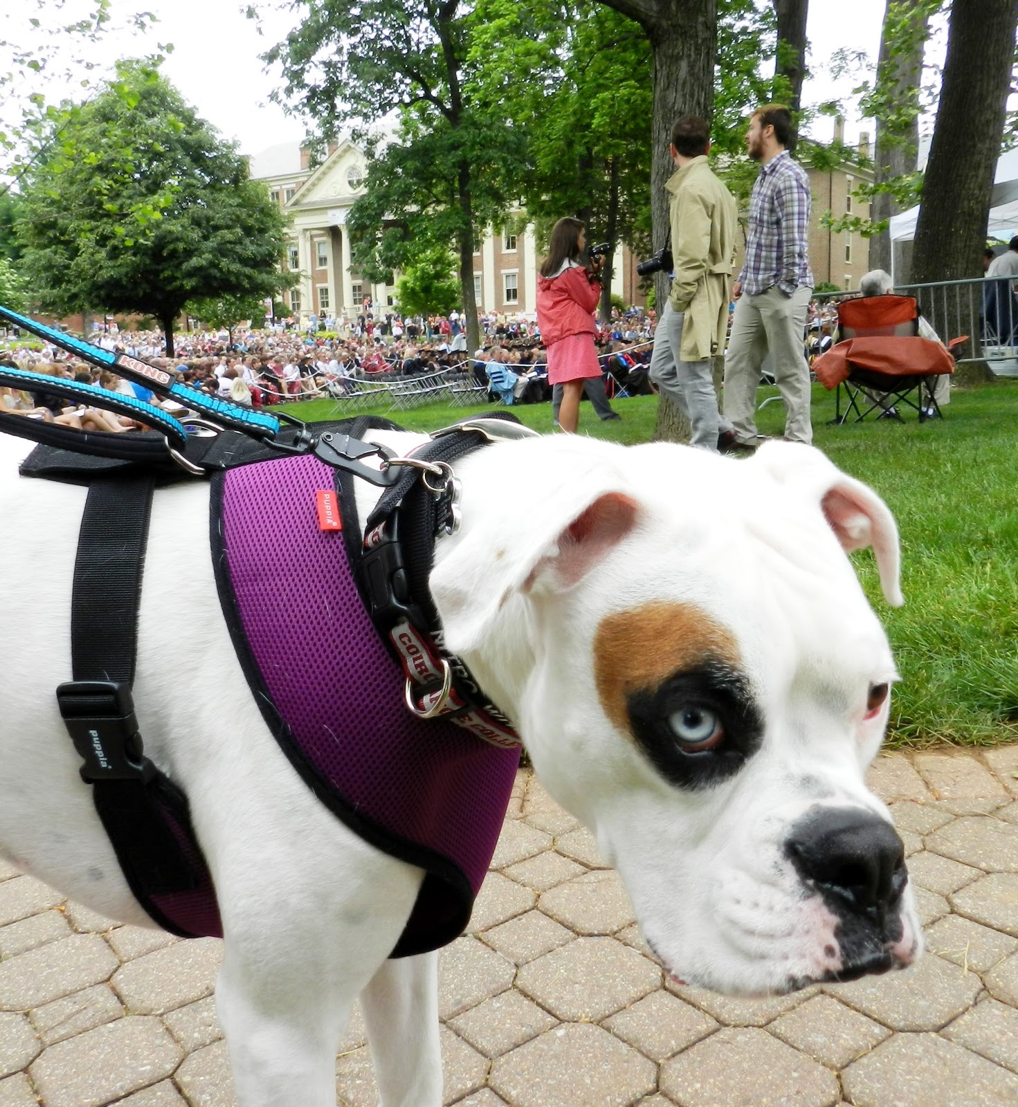 The World According To Lexi: Saturday Pet Blogger Hop - Group 2 Dog ...