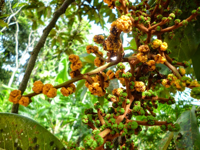 Horsfieldia Plant - Ruk Mala Boda | SL Flora