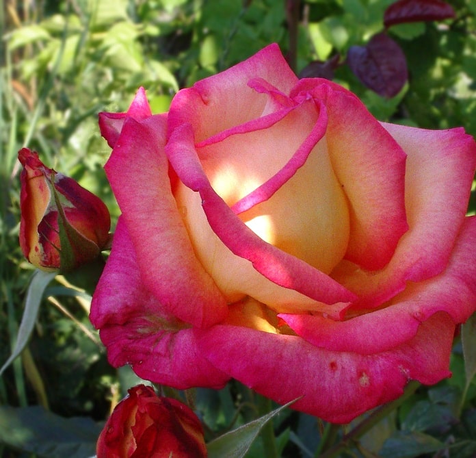 ফুলের পিকচার ও ছবি । Fuler chobi