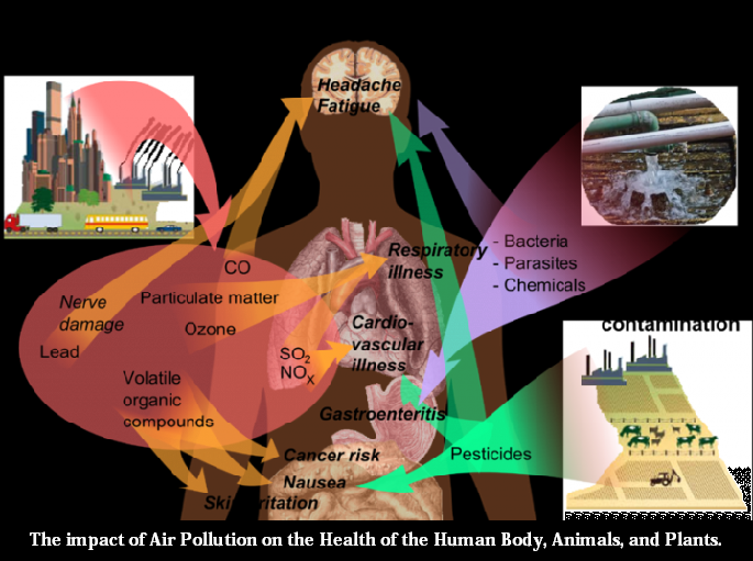 The Impact Of Air Pollution On The Health Of The Human Body Animals And Plants Waste the-impact-of-air-pollution-on-the-health-of-the-human-body-animals-and-plants-waste