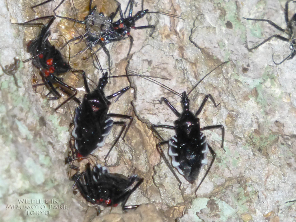 ヨコヅナサシガメ Japanese Assassin Bug-水元公園の生き物