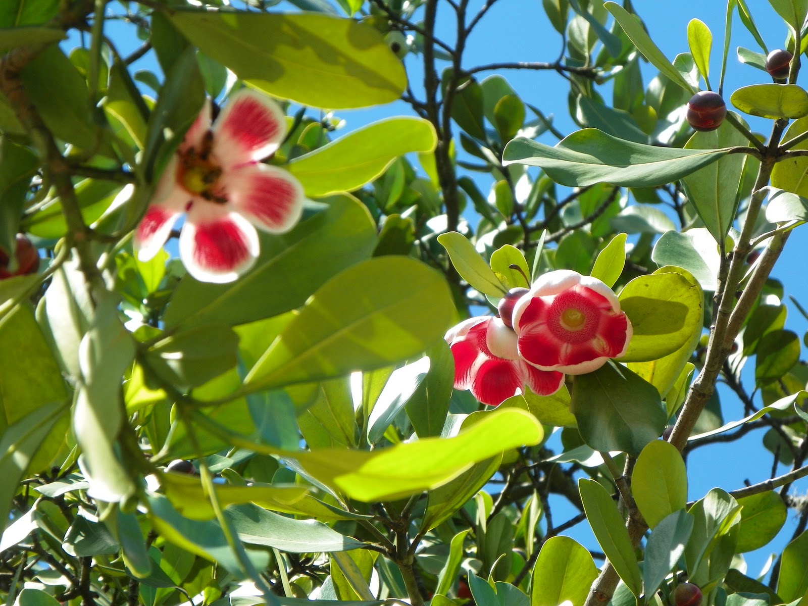 verdevenezuela: Parque "Generalísimo Francisco de Miranda", Parque del Este