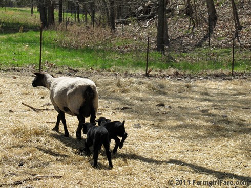 Farmgirl Fare: Monday Dose of Cute: Random Lamb Snaps