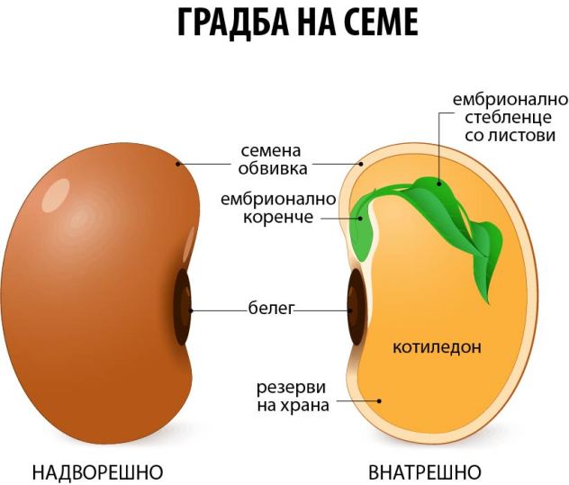 k.proshev: Образување на семе IX одд