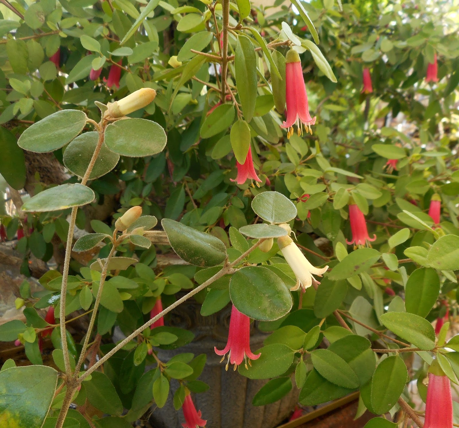 Gardening With Grace: Plant of the Week: Correa