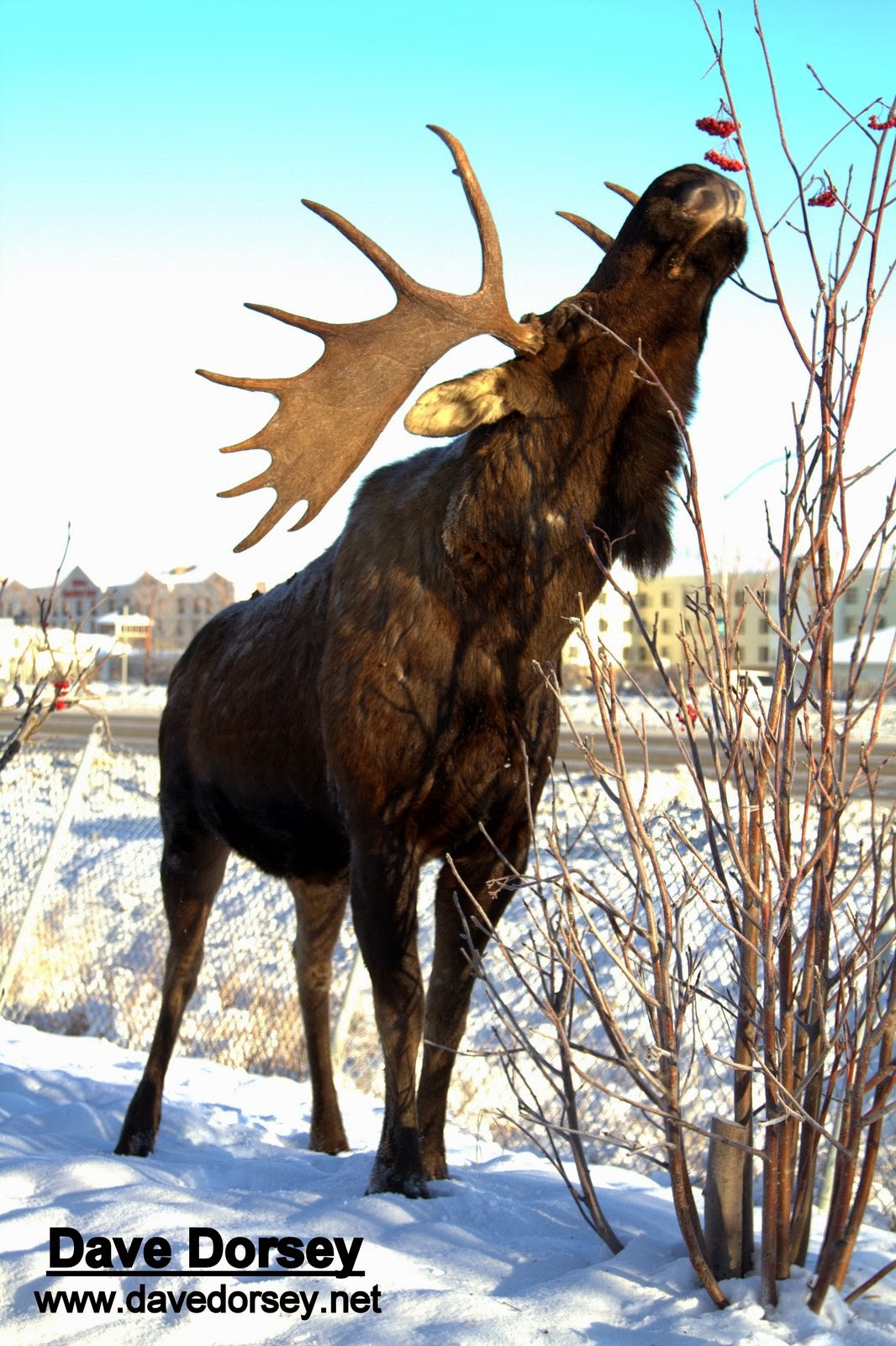 Take a moose to lunch