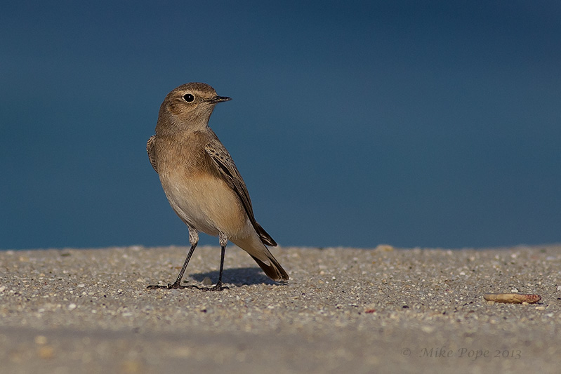 Kuwait Birding: Qaruh Island