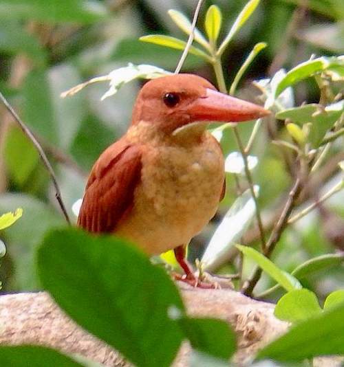 Birds of India | Bird World: September 2018