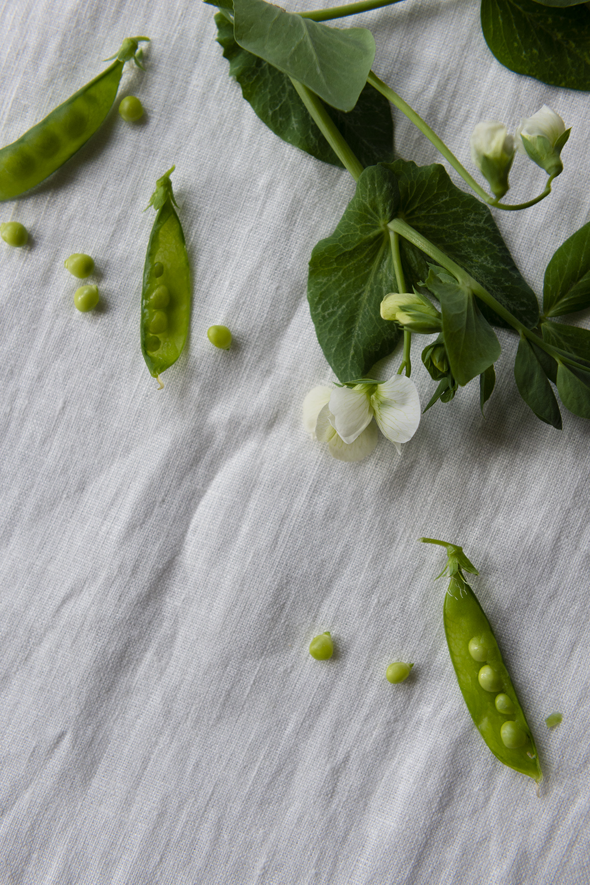 Circus Edgar fotografie: Erwtjes