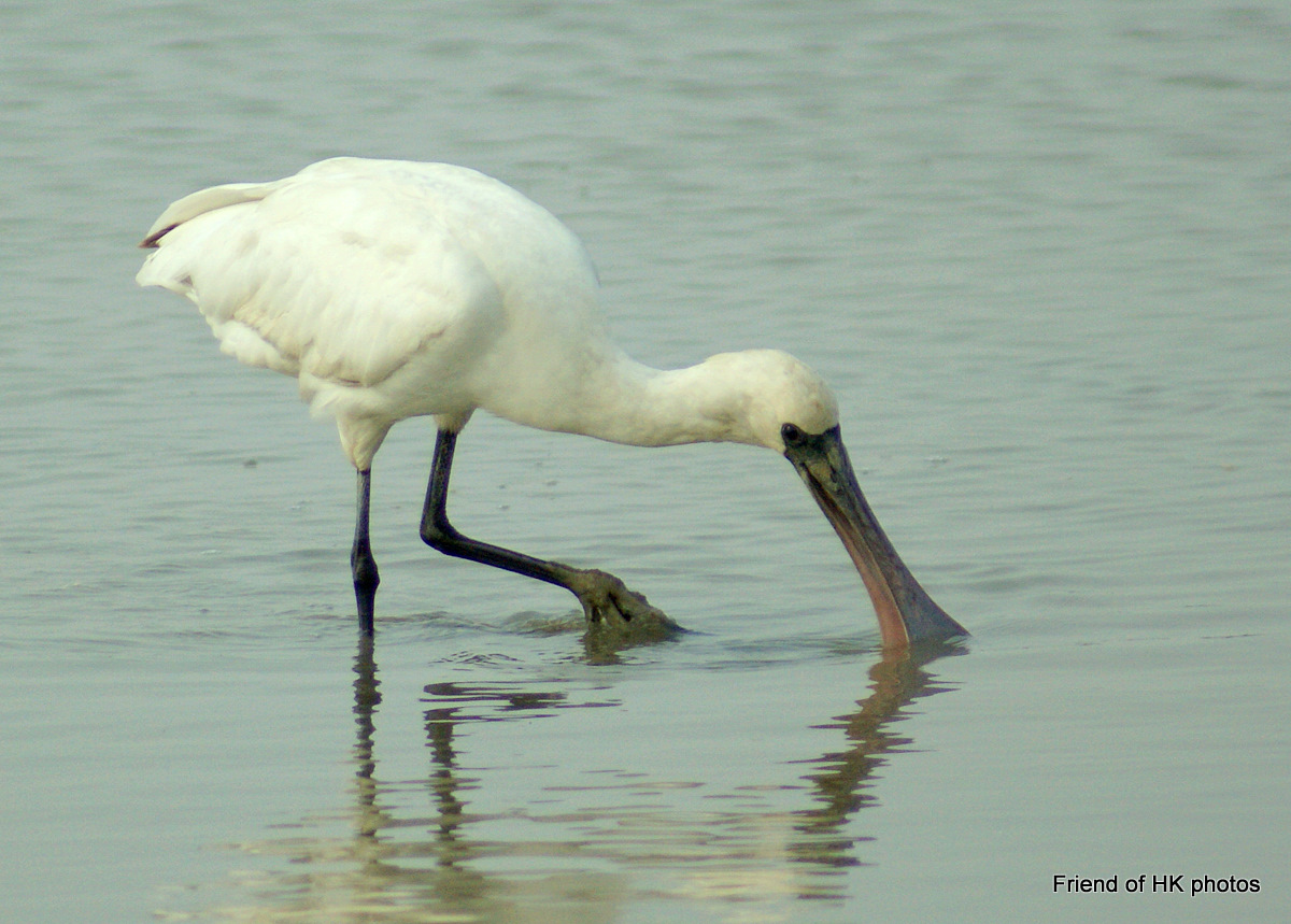 Photographic Wildlife Stories in UK/Hong Kong: A Precious Bird----Black ...