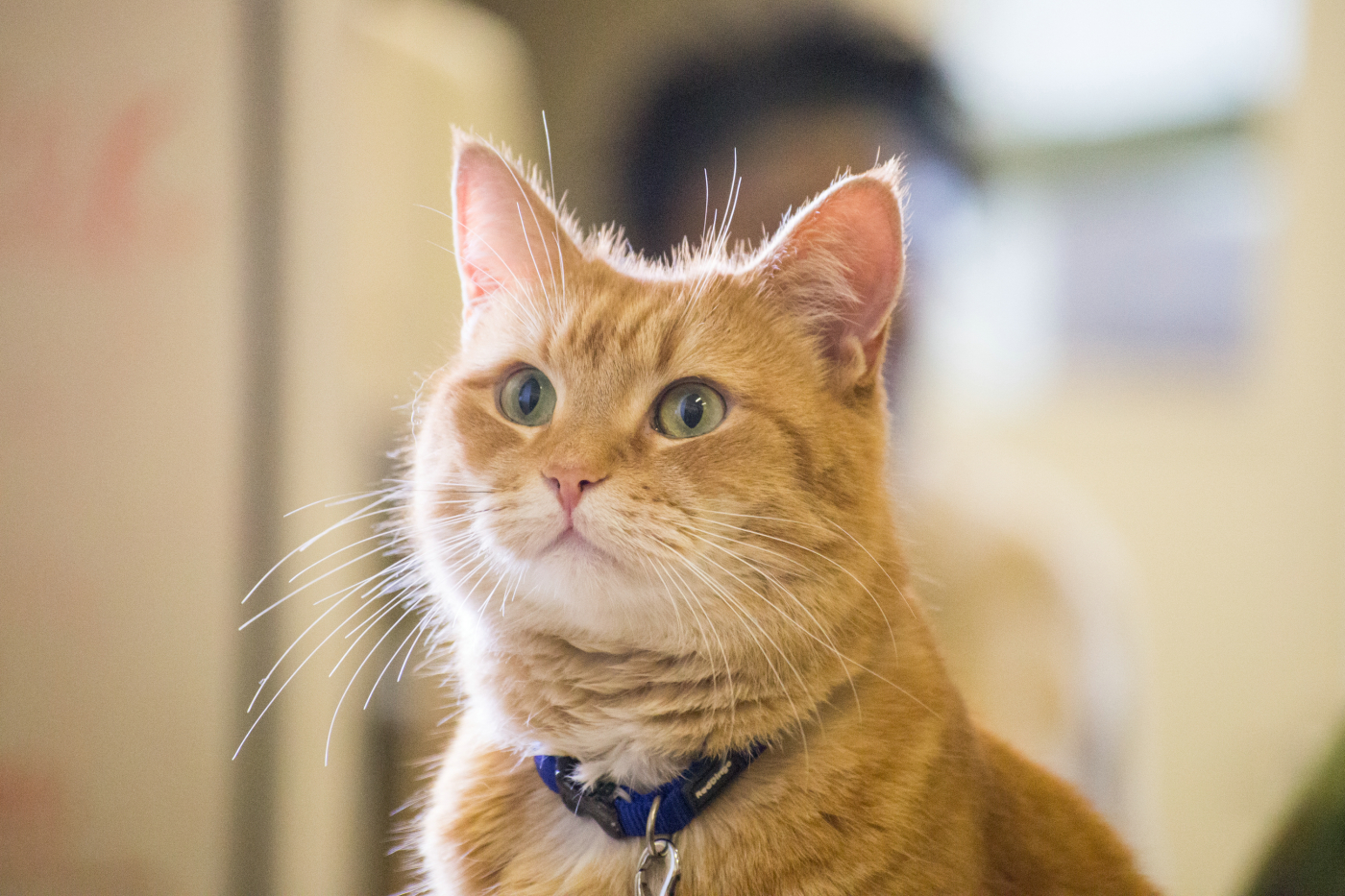 Muere el famoso gato Bob, protagonista de varias novelas - Nube de mariposa