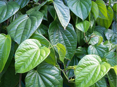 Tip dan Petua: Petua Tradisional dengan Daun Sirih