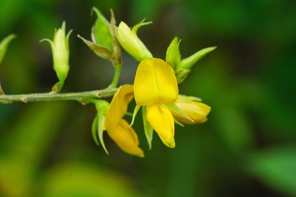 Flora de Puerto Rico Ilustrada Papo Vives: FABOIDEAE RHYNCHOSIA RETICULATA