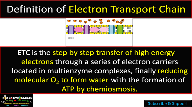 Electron Transport Chain (ETC) in Cellular Respiration: Definition ...