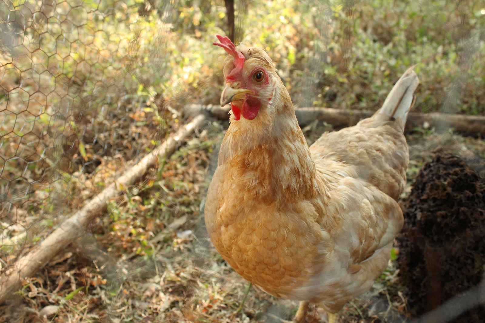 Project Bona Fide: The Finca Expands: Animals! and Infrastructure ...