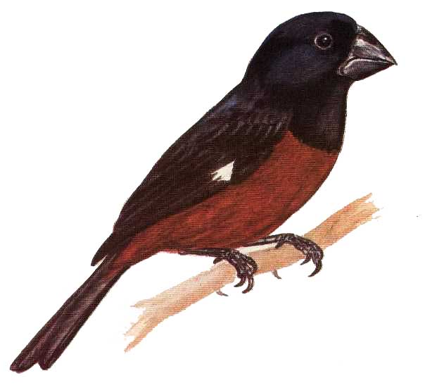 ELSON ARAÚJO: Imperatriz “capital brasileira do curió”