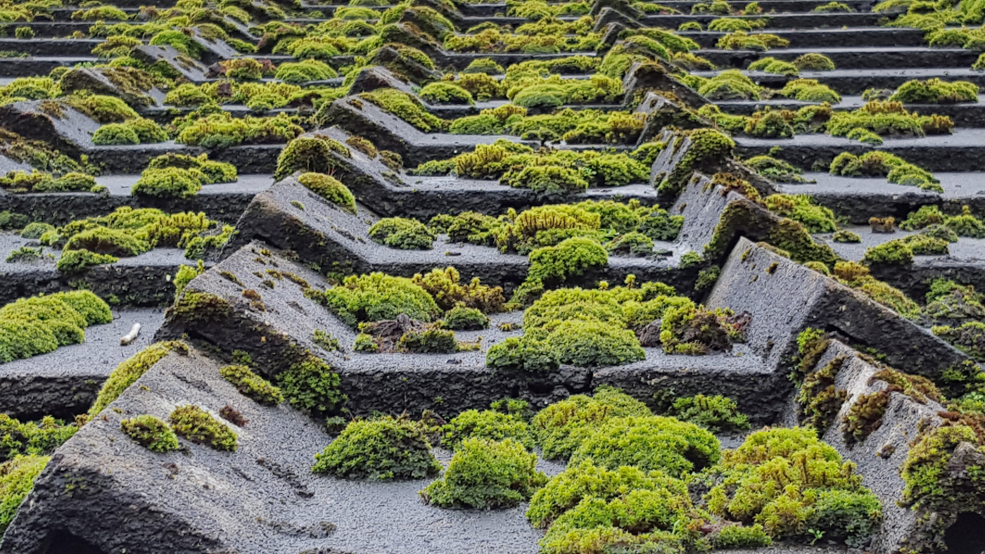 South Wales Bryophytes: Tricky Syntrichia