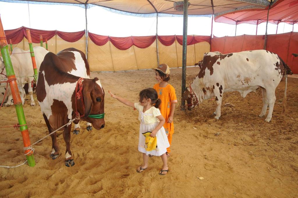 Sohrab Goth Cow mandi 2013 latest pictures - Ground news Sohrab Goth Cow mandi 2013 latest pictures - Ground news