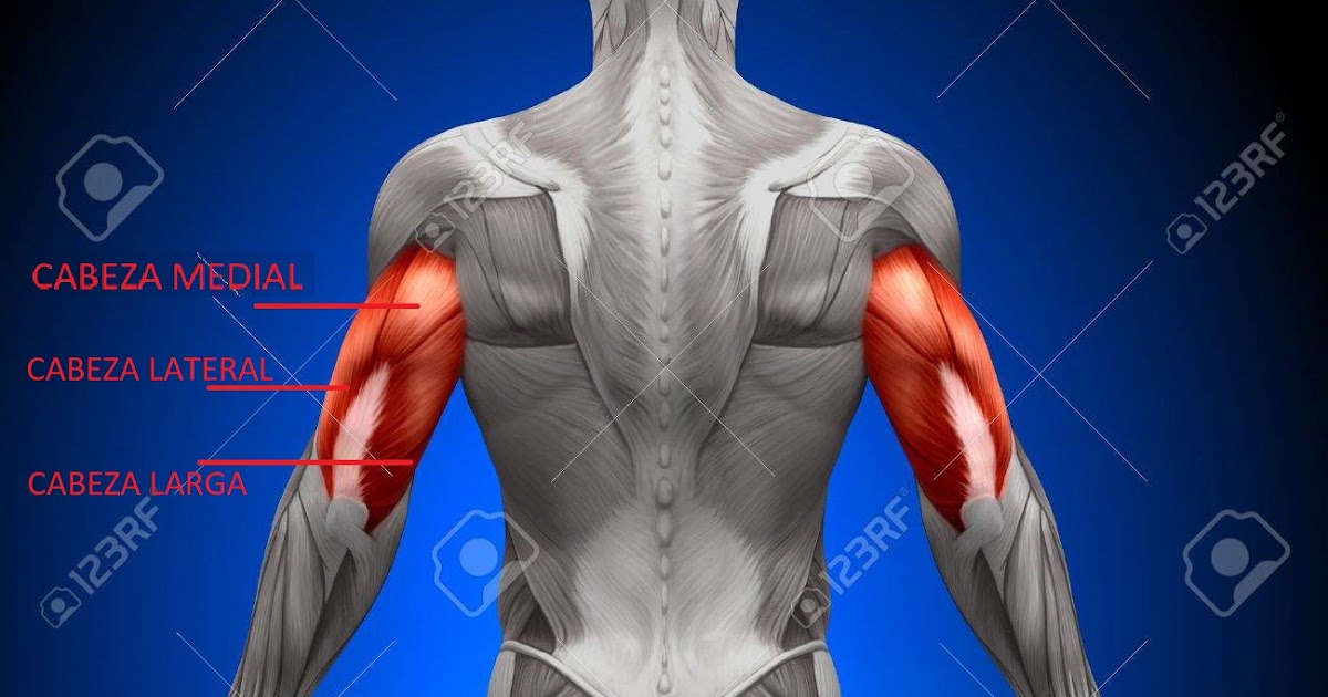 Anatomia del TRICEPS