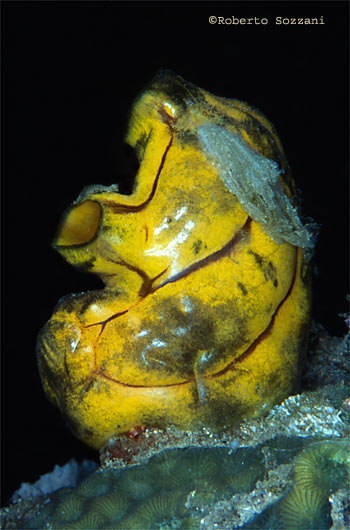 Biology of Animals: Ascidia sp.