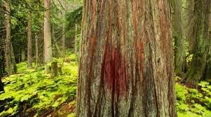 preachbrotherbob: The Towla Worm Preaches A Gospel Sermon