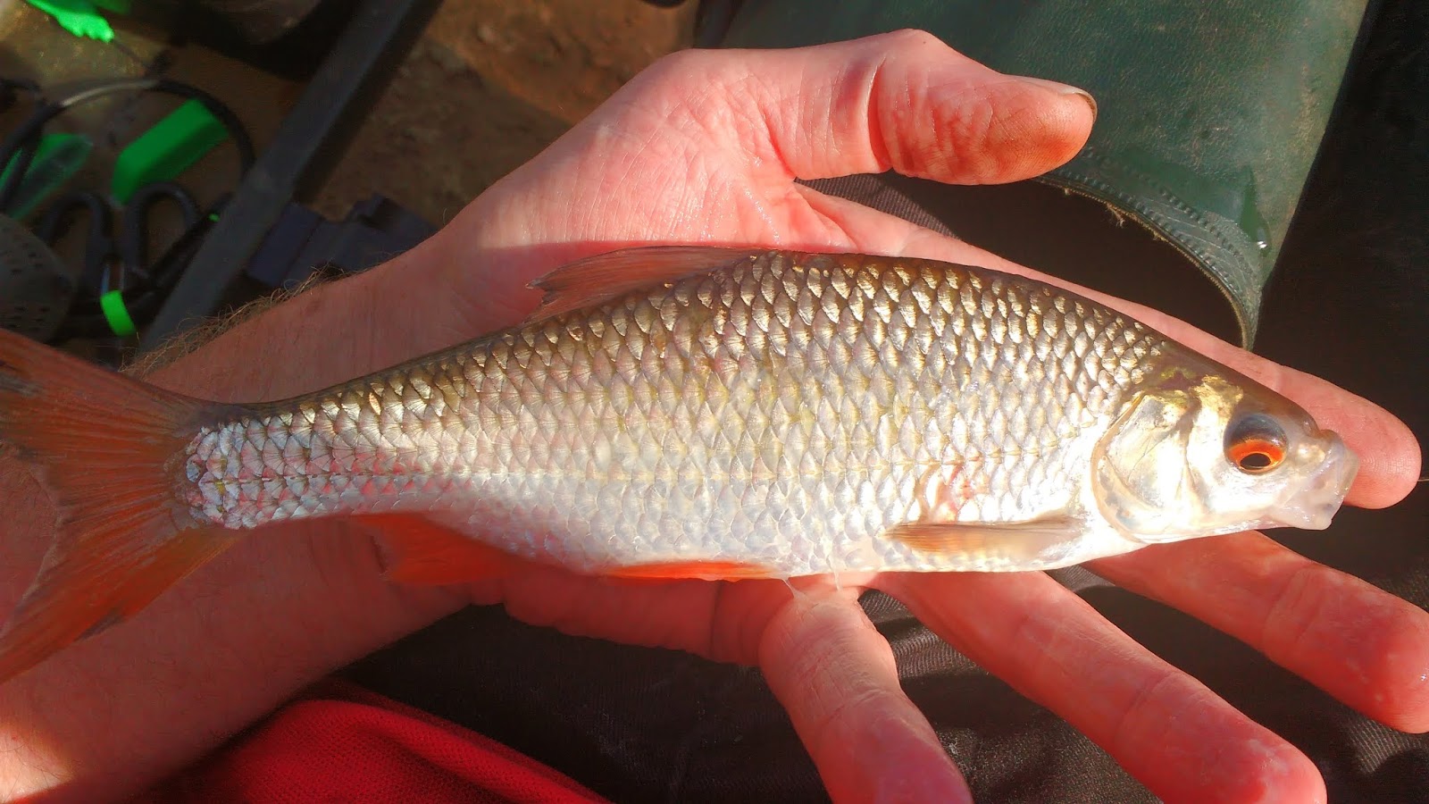 Jorvik Angler: Roach Slime Hybrids