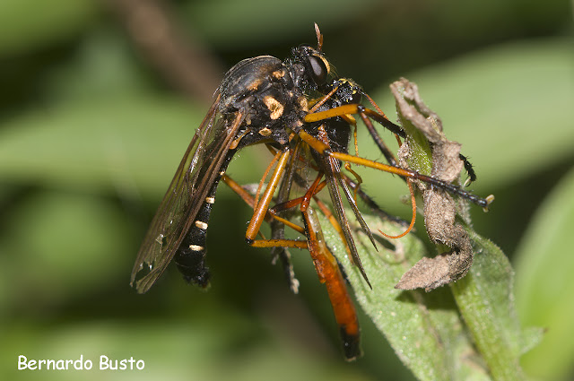 RÍA DE LA VILLA: Escena de caza