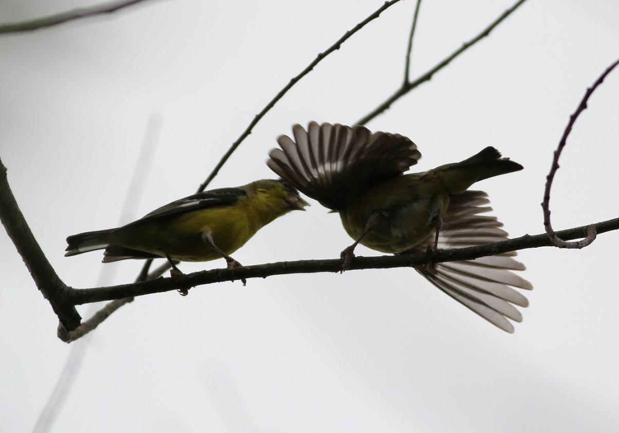 Jo's Morning Walk: Guajome Park "a Place of the Frogs"
