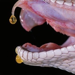 SNAKE VENOM,TYPES AND MEDICINAL USES