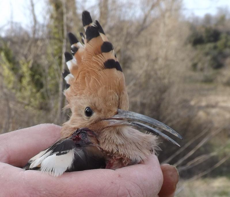 Wild Nature of the Cantabrian Mountains (Spain): Encounter with a ...