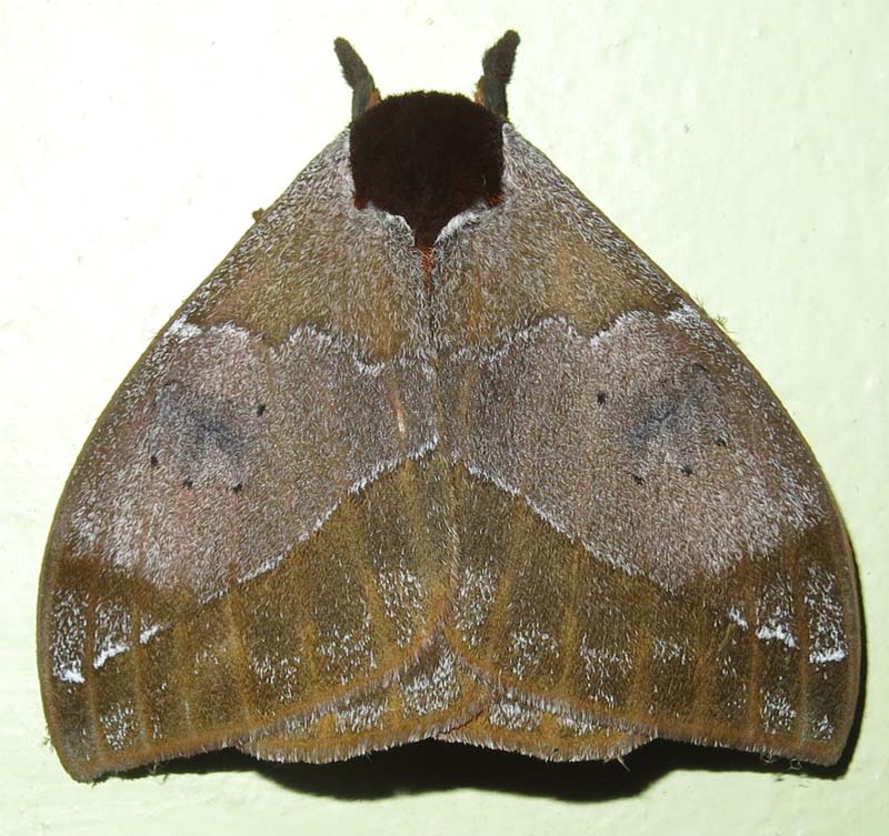 Birdernaturalist: Some Fancy Costa Rica Moths