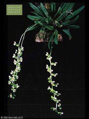 PLANT FAMILIES OF PUERTO RICO AND FLORIDA PAPO VIVES: ORCHIDACEAE ...