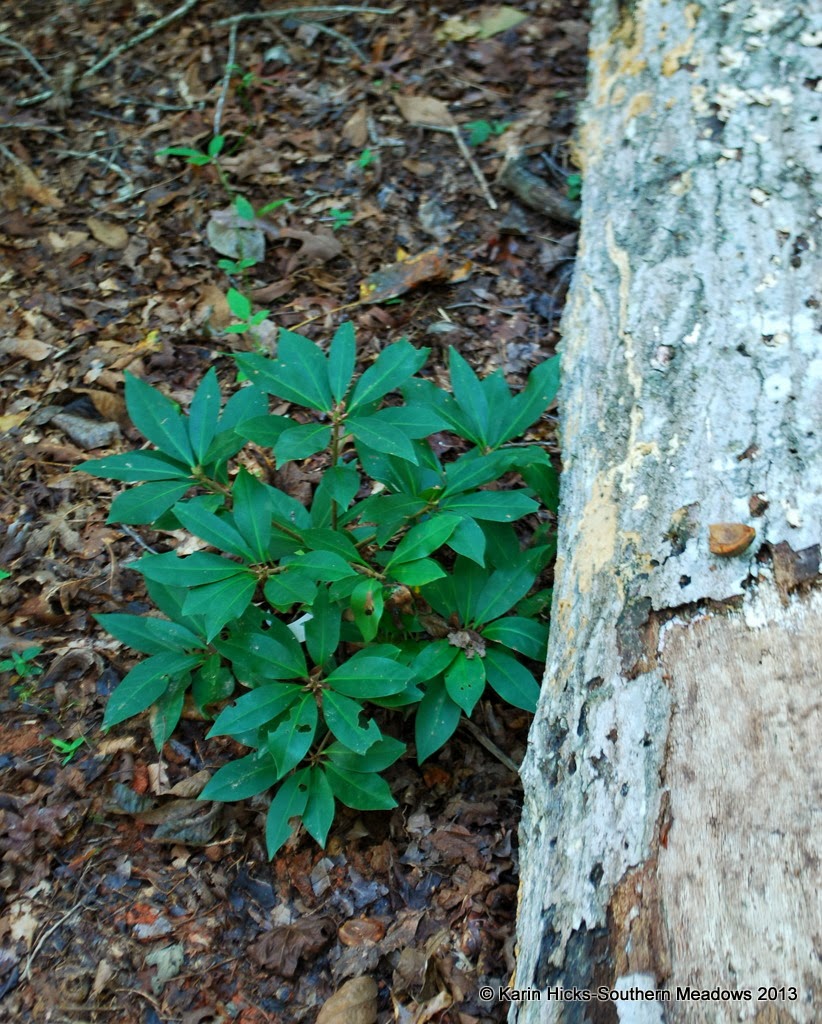 The Beauty of Dead and Decaying Wood