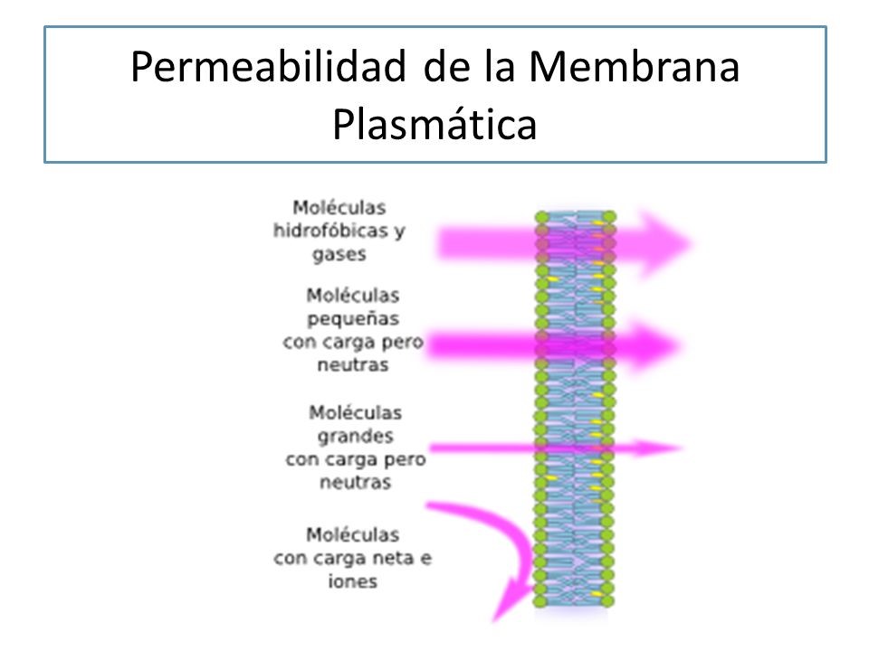 Membrana Celular.