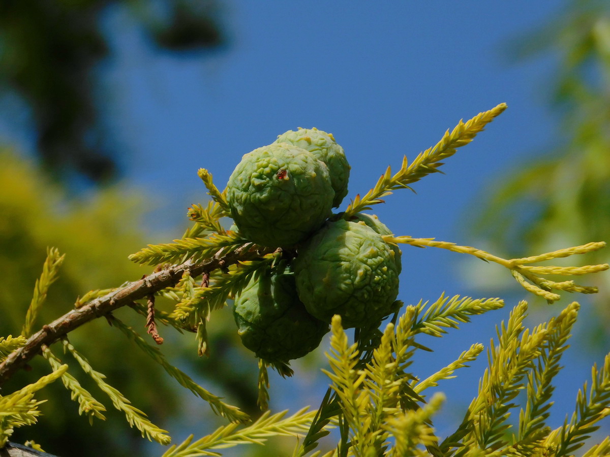 LA MULTI ANI, ROMANIA!: Fructe de chiparos