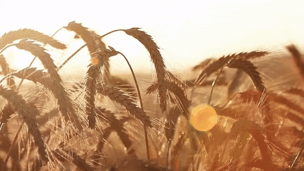 Enchanted Conversation: ARCHIVE ONLY : THE GIRL WHO PAINTED DEATH by ...