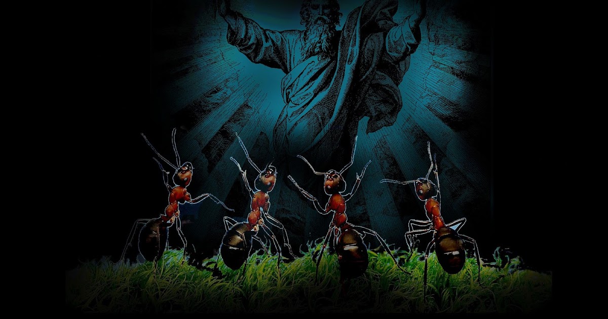 d'Alma...: Formigas de Deus