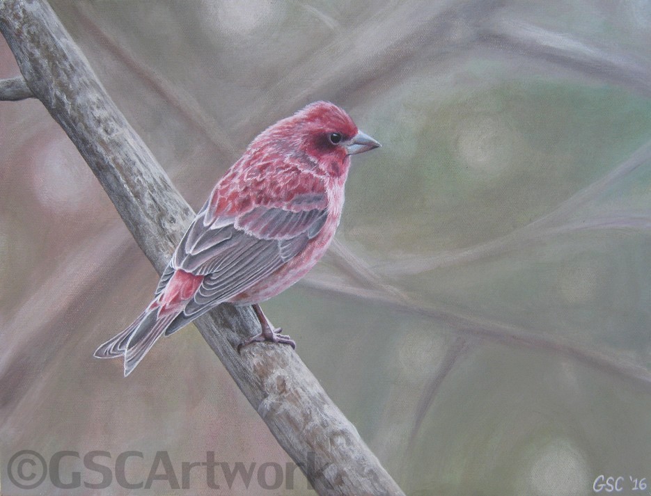 GSC Artwork Blog: Purple Finch painting finished!