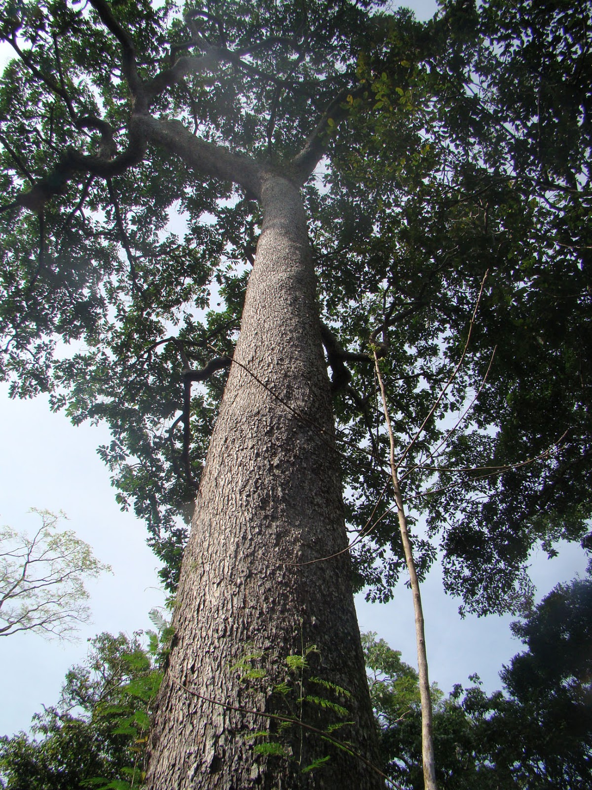 Primícias da Amazônia: Castanha do Pará