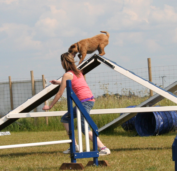 Black Jack Dog Training Centre Agility Photos 11 June Alex Max black-jack-dog-training-centre-agility-photos-11-june-alex-max