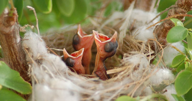 Musings of a Biologist and Dog Lover: Altricial and Precocial