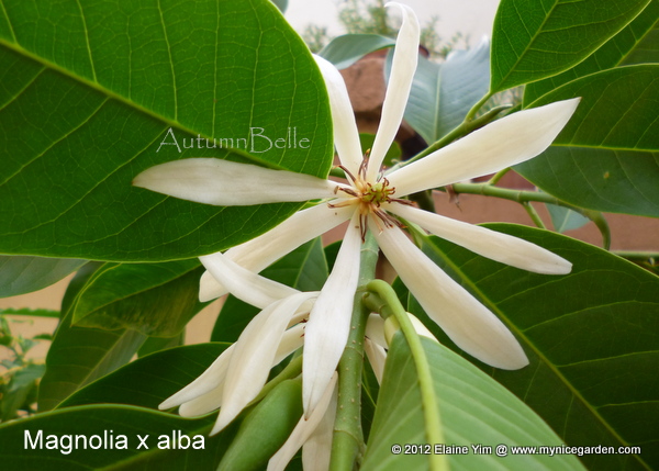 My Tropical Plants Finder: Magnolia x alba, Michelia x alba - White ...